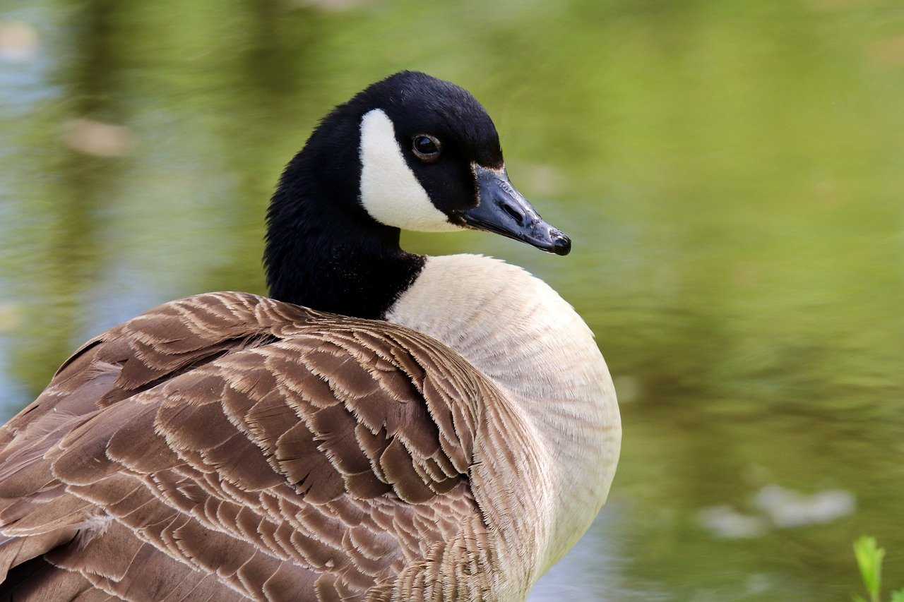 First Goose Tests Positive For Bird Flu In This Hudson Valley County ...