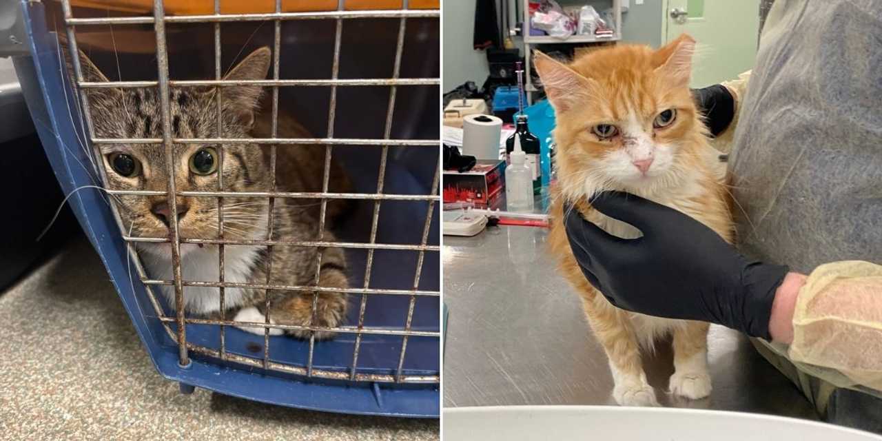 40+ Dead Cats Found In Freezer Of Rensselaer Home, Dozen More Rescued ...