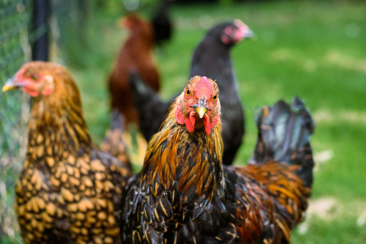 CDC Flags Mutations in H5N1 Bird Flu Virus Amid Heightened Surveillance ... CDC Flags Mutations in H5N1 Bird Flu Virus Amid Heightened Surveillance ...