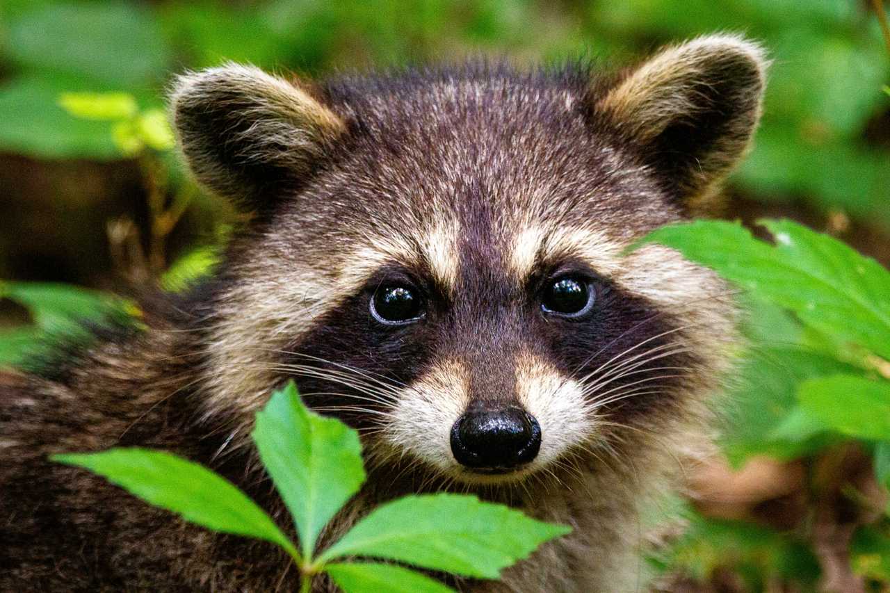 Raccoon Bites Two People In Westfield, Rabies Alert Issued | Newark ...