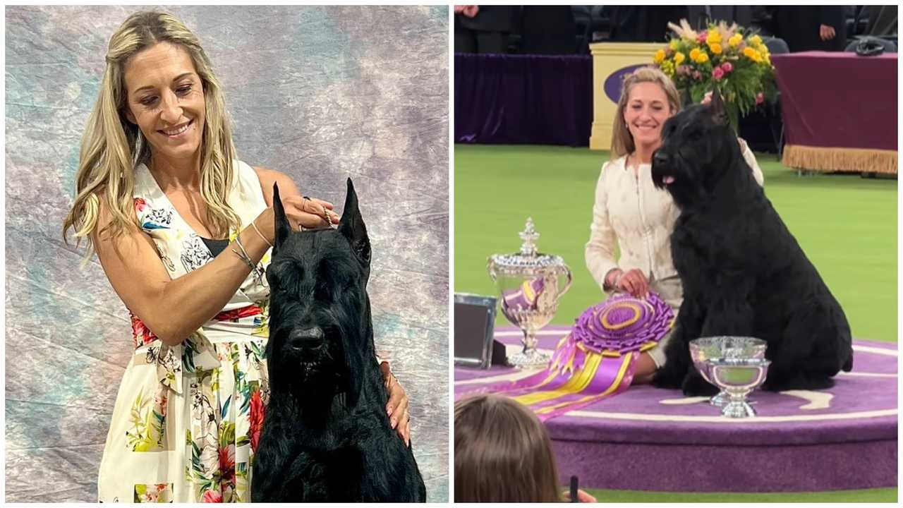 Monty The Giant Schnauzer Wins Best In Show At Westminster's MSG Return ...