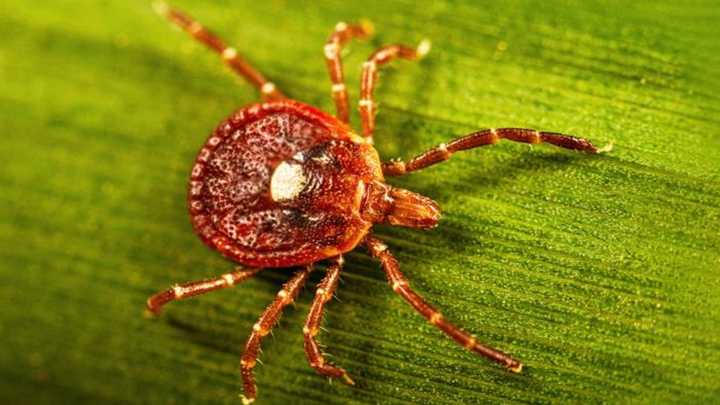 Dangerous Alpha-Gal Syndrome Can Be Triggered By Tick Bites | Salisbury ...