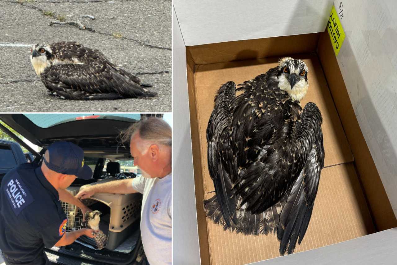 Protected Hawk Found Injured On Long Island, Rescued By Officers ...