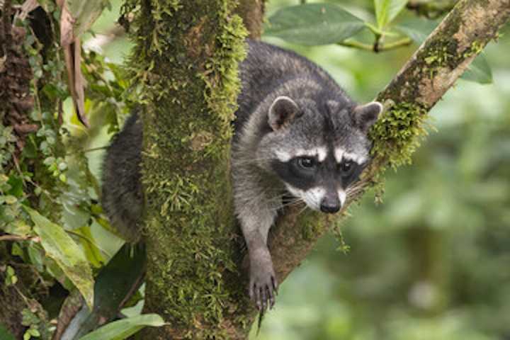 Rabies Alert Just Miles From VA: Raccoon Bites Two In Maryland, Still ...