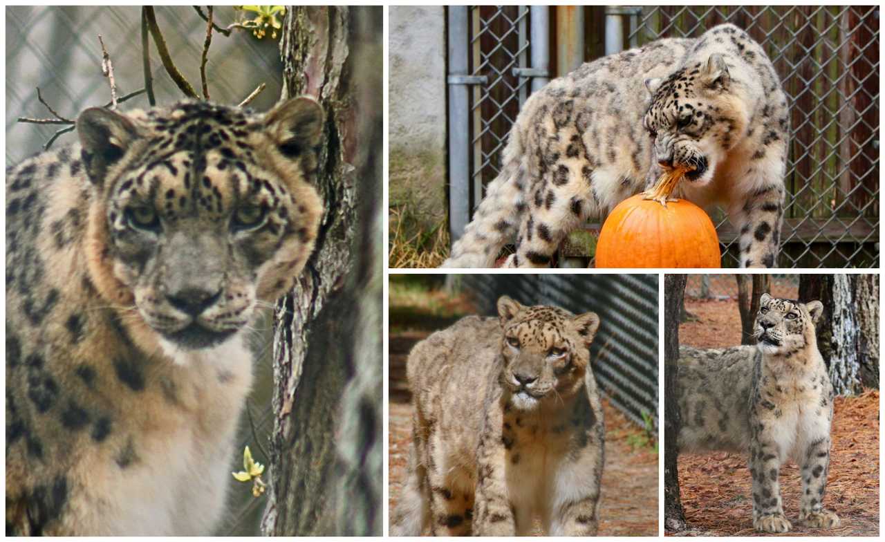 Pumpkin-Snacking Snow Leopard Dies After Spending Senior Years At ...